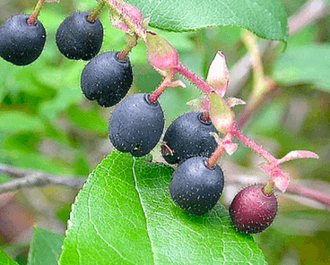 Products - stillwagondistillery.com