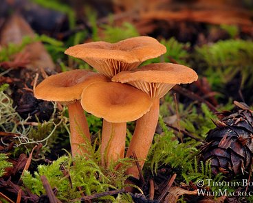 Products - stillwagondistillery.com